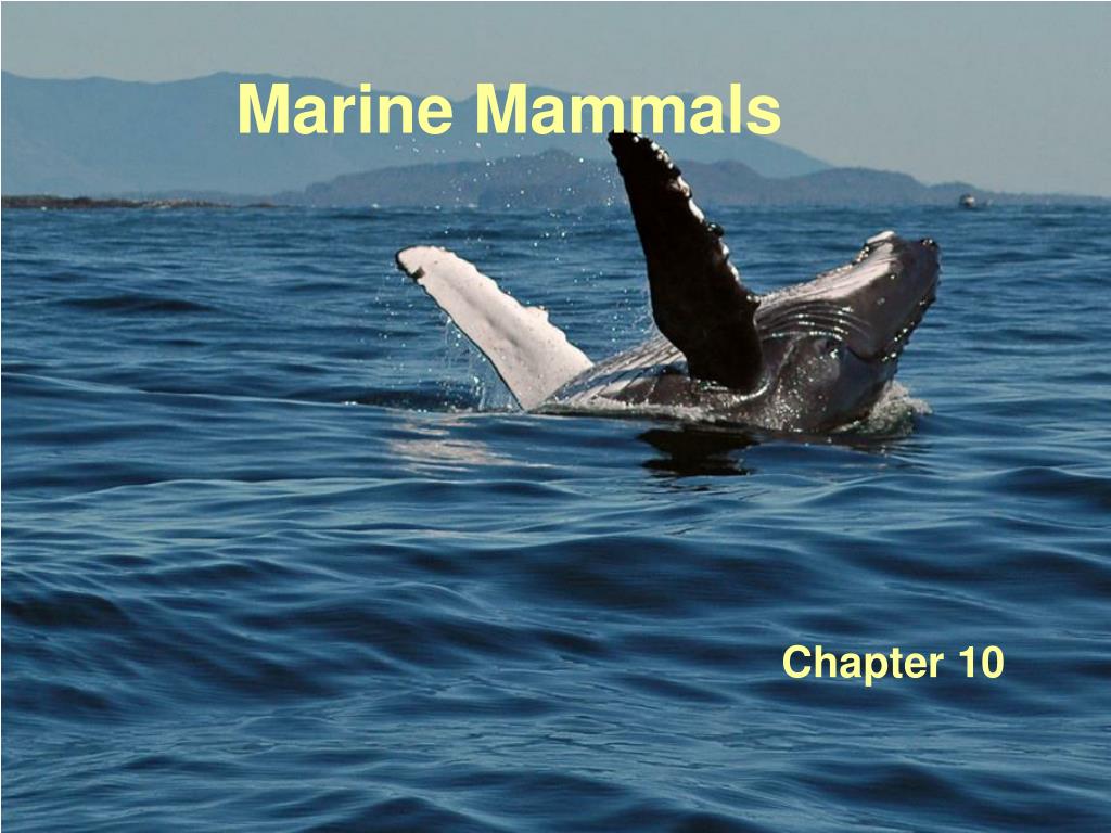 PPT - Marine Mammals PowerPoint Presentation, free download - ID:5364330