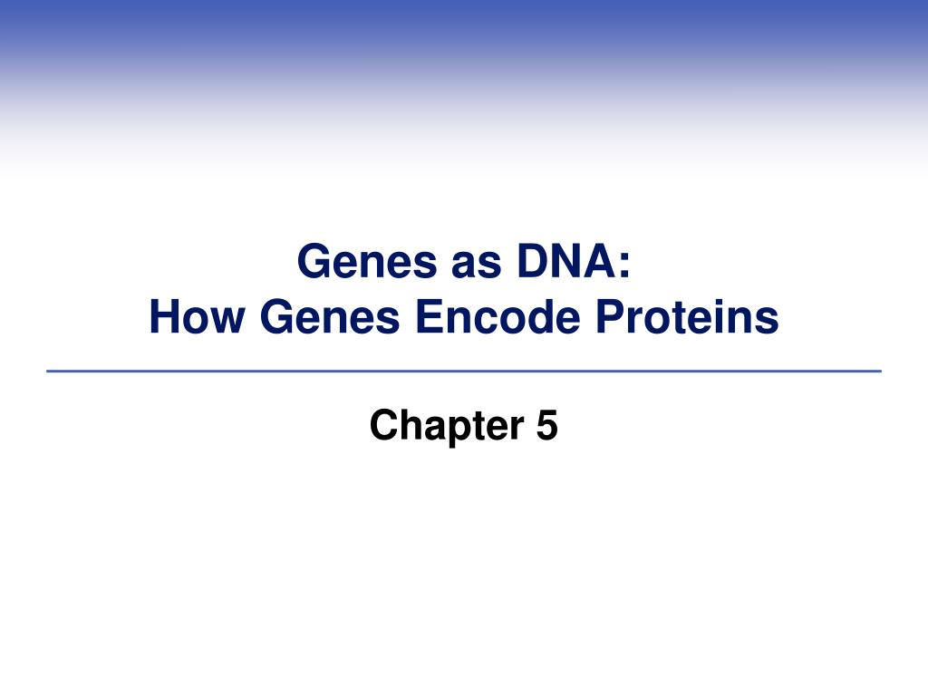 PPT - Genes as DNA: How Genes Encode Proteins PowerPoint Presentation ...
