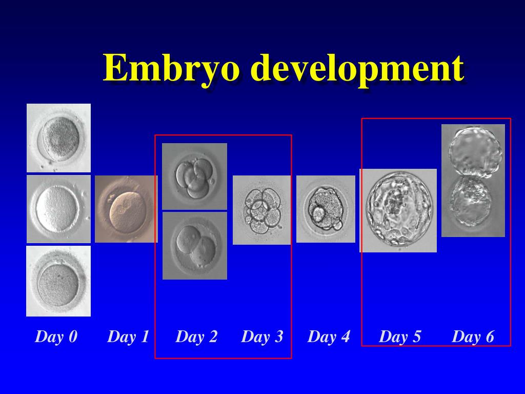 PPT - Embryo development PowerPoint Presentation, free download - ID ...