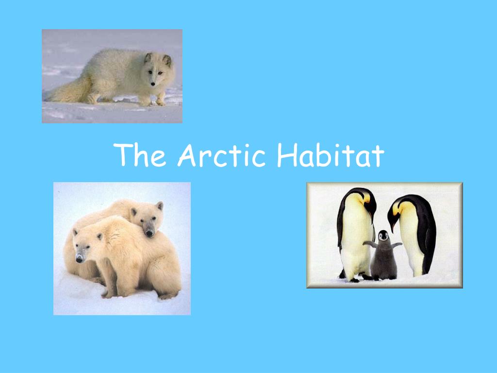 PPT - The Arctic Habitat PowerPoint Presentation, free download - ID ...